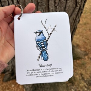 UPDATED: Birds of Winter Mini Nature Study Pack - Charlotte Mason ...