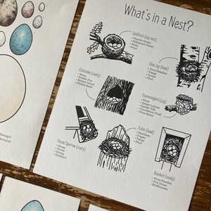 North American Backyard Bird Eggs Unit, Charlotte Mason Nature Study - Etsy