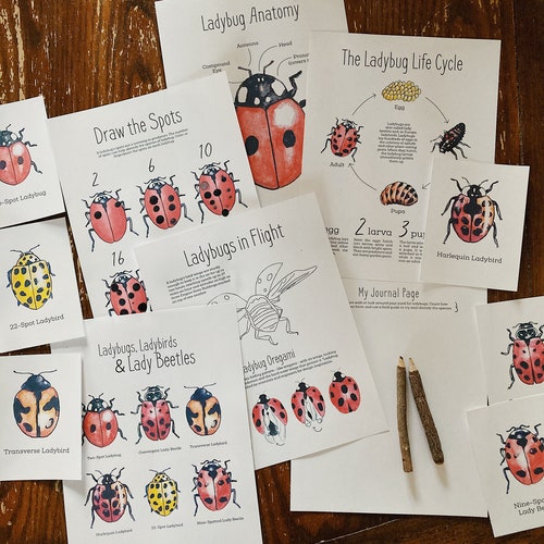 Ladybug Unit Study Nature Pack Charlotte Mason Inspired Unit - Etsy
