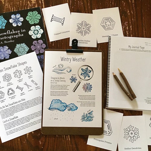 Ladybugs Unit Charlotte Mason Homeschool Nature Study - Etsy