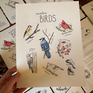 UPDATED: Birds of Winter Mini Nature Study Pack - Charlotte Mason ...