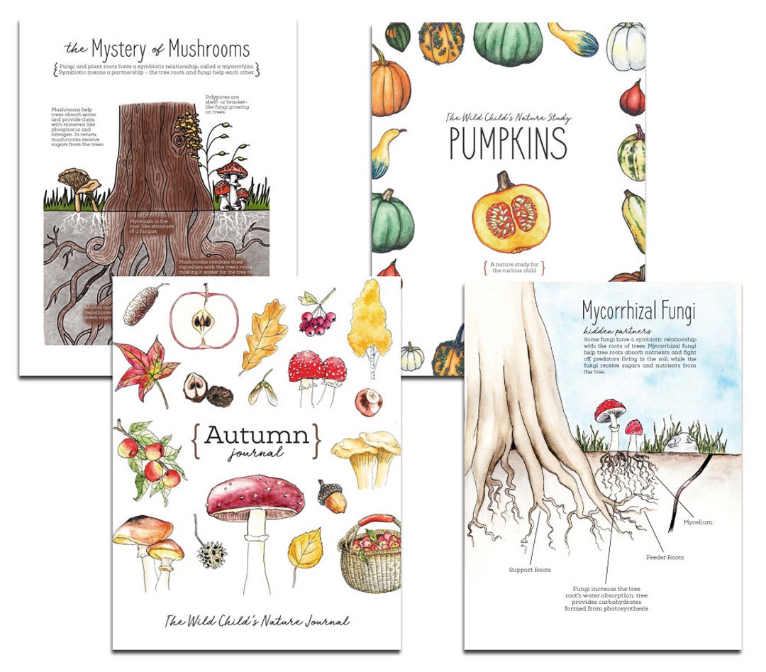 Autumn Learning BUNDLE - Etsy
