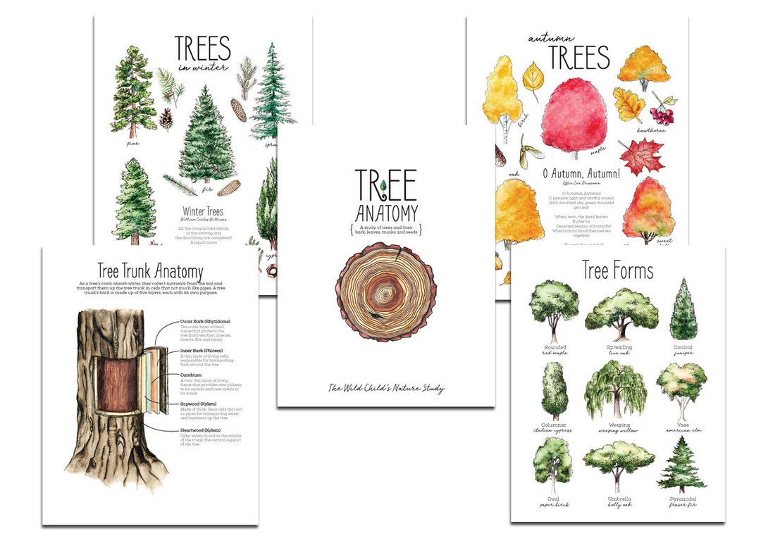 Tree Nature Study BUNDLE - Charlotte Mason, Unit Study - Etsy