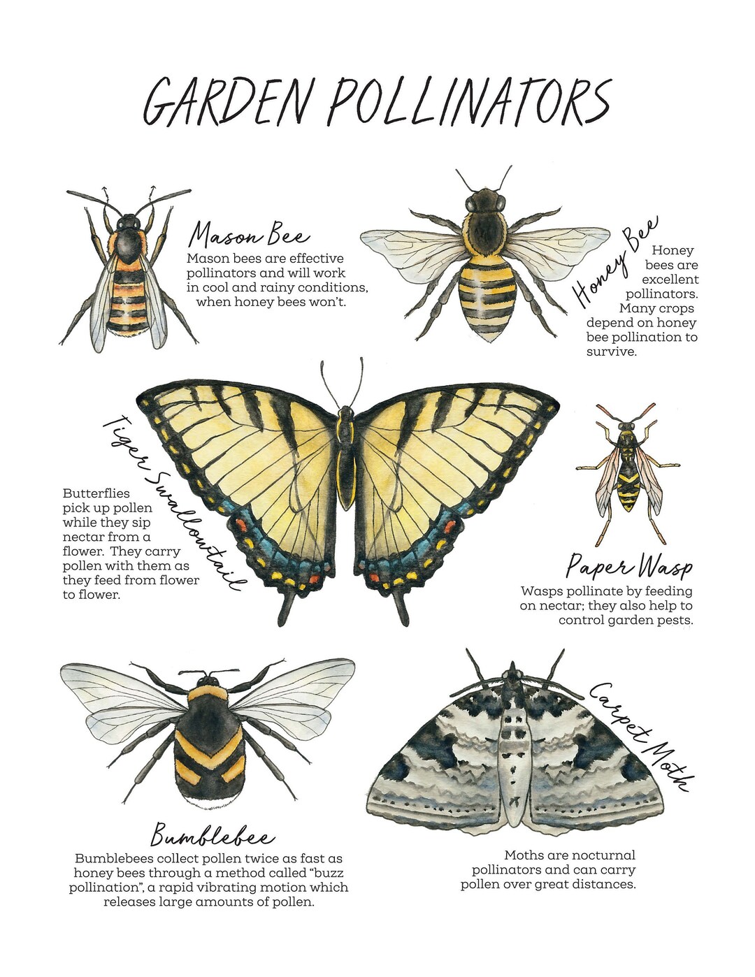 Garden Insects, Pollinators and Pests - Homeschool Printable Nature ...