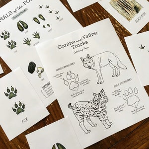 THE FOREST Nature Journal - Charlotte Mason Homeschool Printable Nature ...