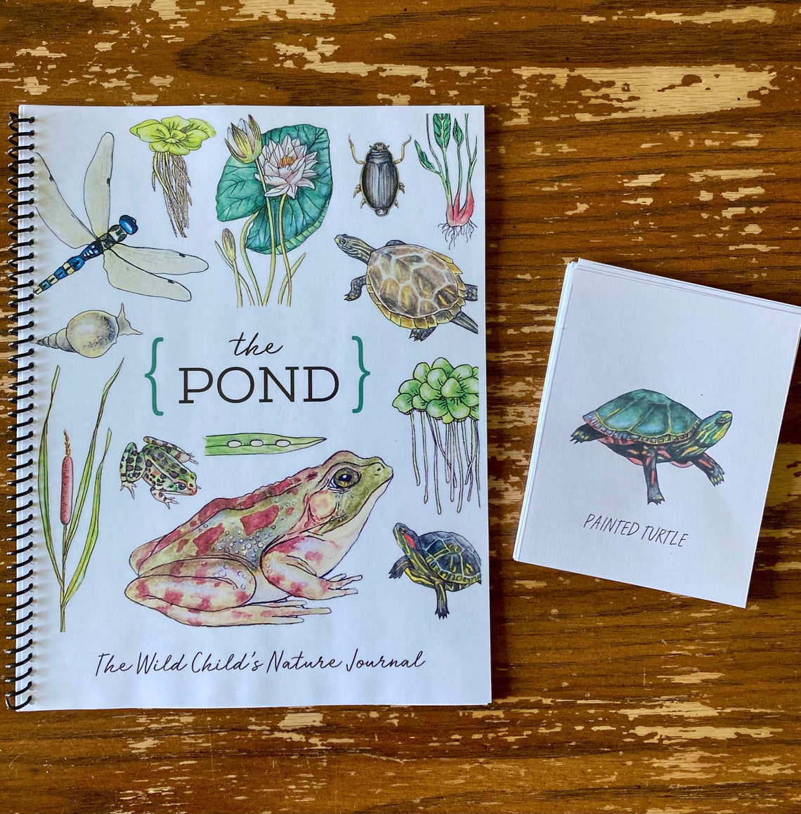 The POND - Homeschool Printable Nature Study Charlotte Mason Frog ...