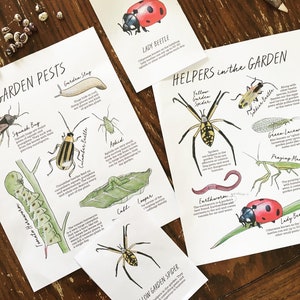 Garden Insects, Pollinators and Pests - Homeschool Printable Nature ...