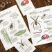 Garden Insects, Pollinators and Pests - Homeschool Printable Nature ...