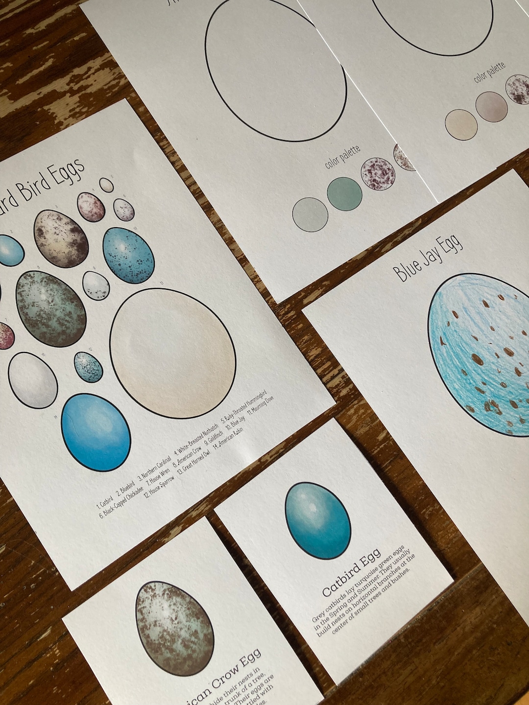 North American Backyard Bird Eggs Unit, Charlotte Mason Nature Study - Etsy