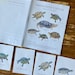 The POND - Homeschool Printable Nature Study Charlotte Mason Frog ...