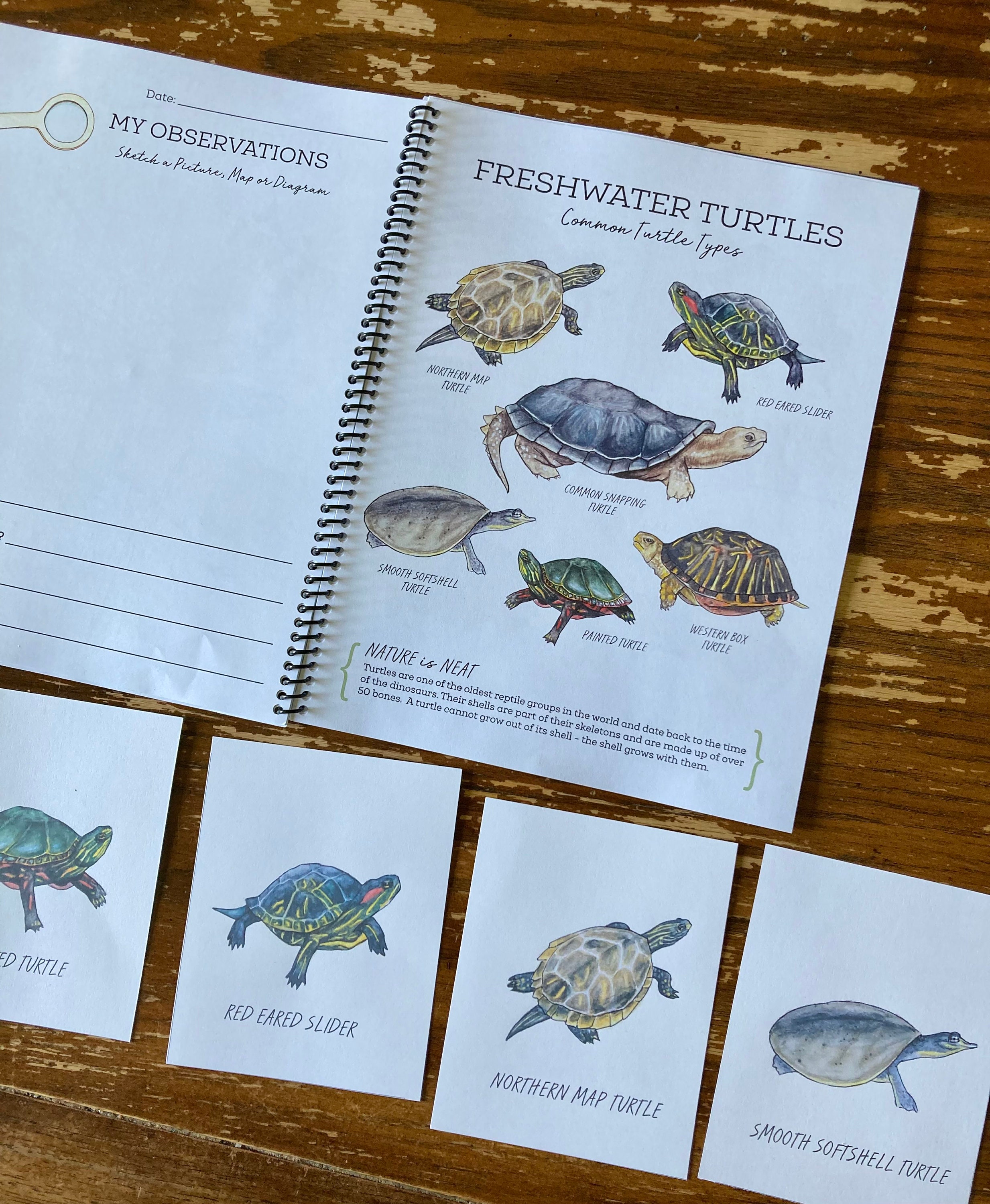 The POND Homeschool Printable Nature Study Charlotte Mason - Etsy