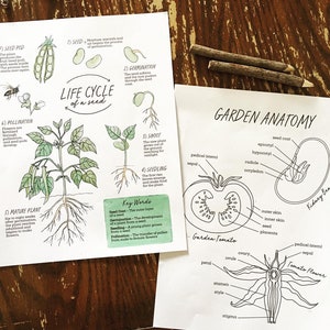 UPDATED - Life Cycle of a Seed Nature Journaling Pack - Homeschool ...
