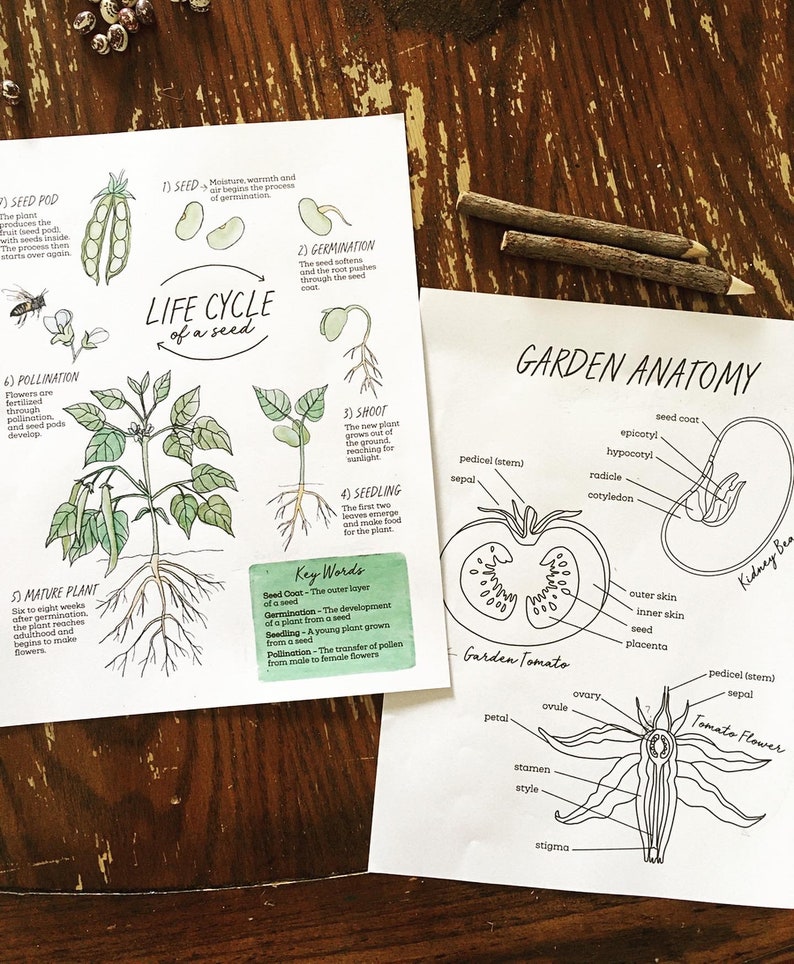 UPDATED - Life Cycle of a Seed Nature Journaling Pack - Homeschool ...