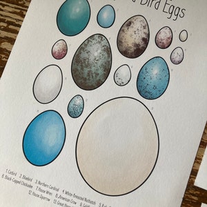North American Backyard Bird Eggs Unit, Charlotte Mason Nature Study - Etsy