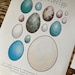 North American Backyard Bird Eggs Unit, Charlotte Mason Nature Study - Etsy
