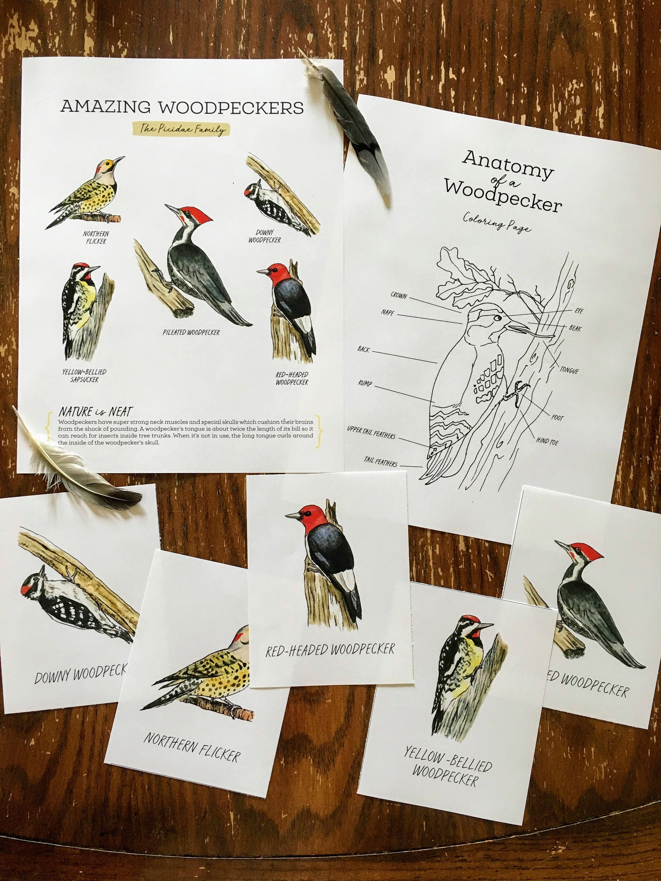 THE FOREST Nature Journal Charlotte Mason Homeschool - Etsy