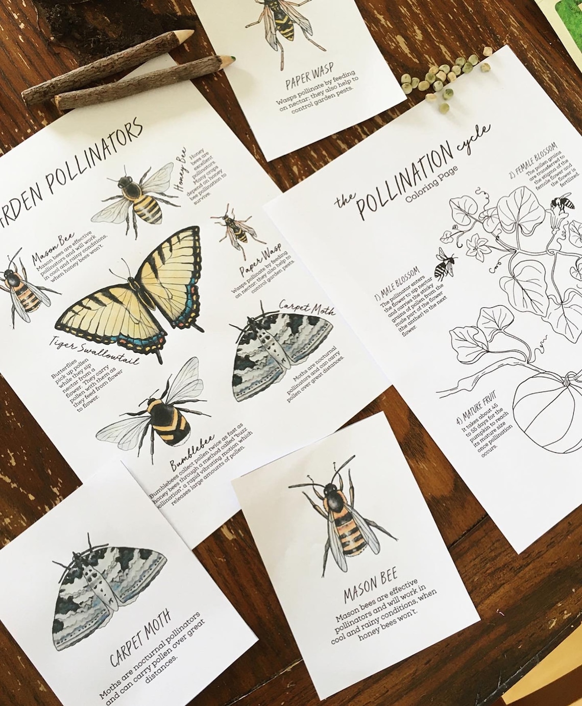 Garden Insects Pollinators and Pests Homeschool Printable - Etsy