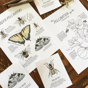 Garden Insects, Pollinators and Pests - Homeschool Printable Nature ...