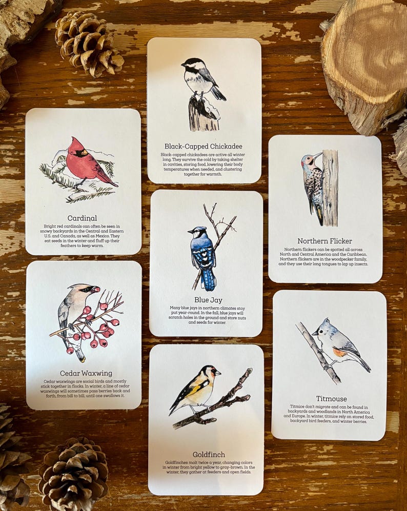 UPDATED: Birds of Winter Mini Nature Study Pack - Charlotte Mason ...