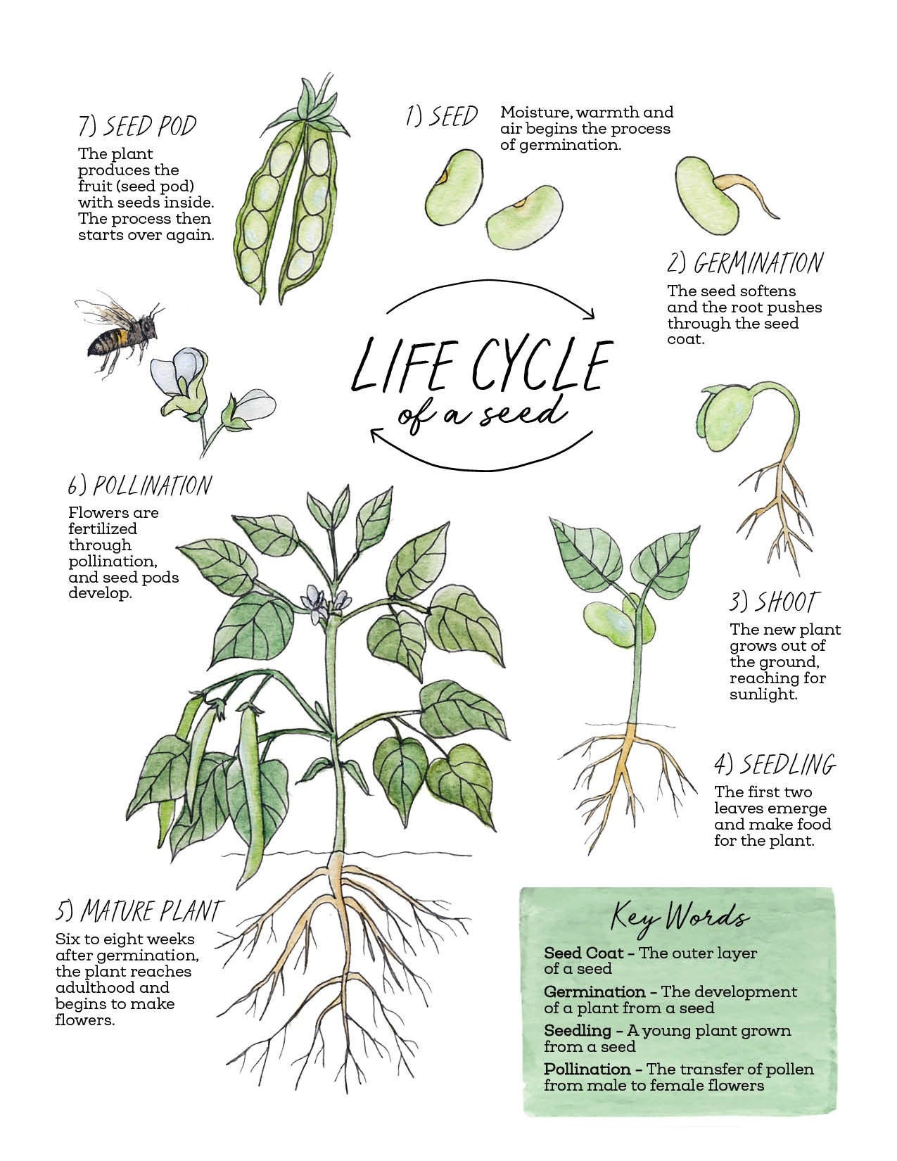 Seed Plant Life Cycle