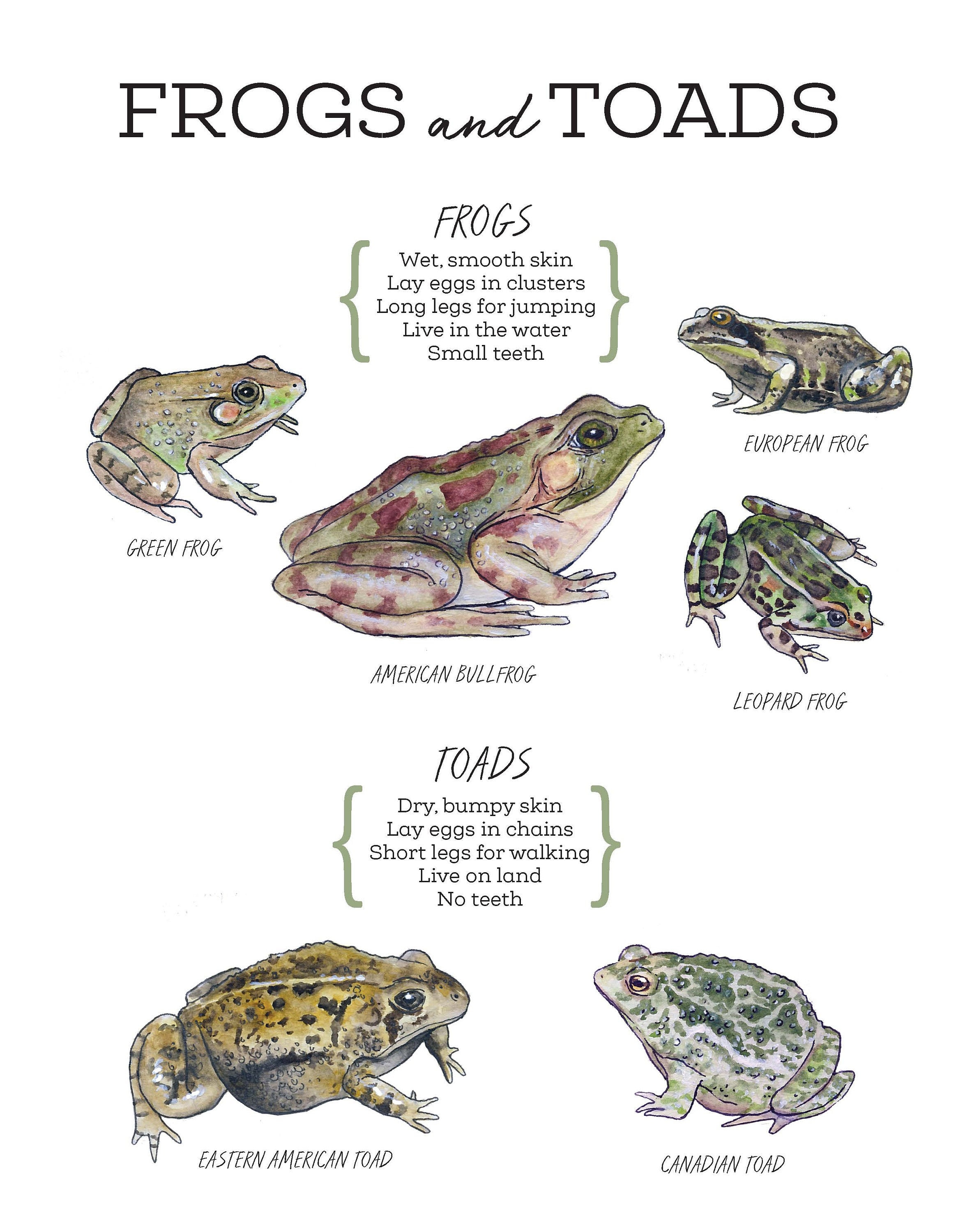 Frogs and Toads Nature Journal Pack Homeschool Printable - Etsy Canada