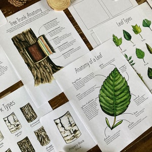 Tree Nature Study BUNDLE - Charlotte Mason, Unit Study - Etsy