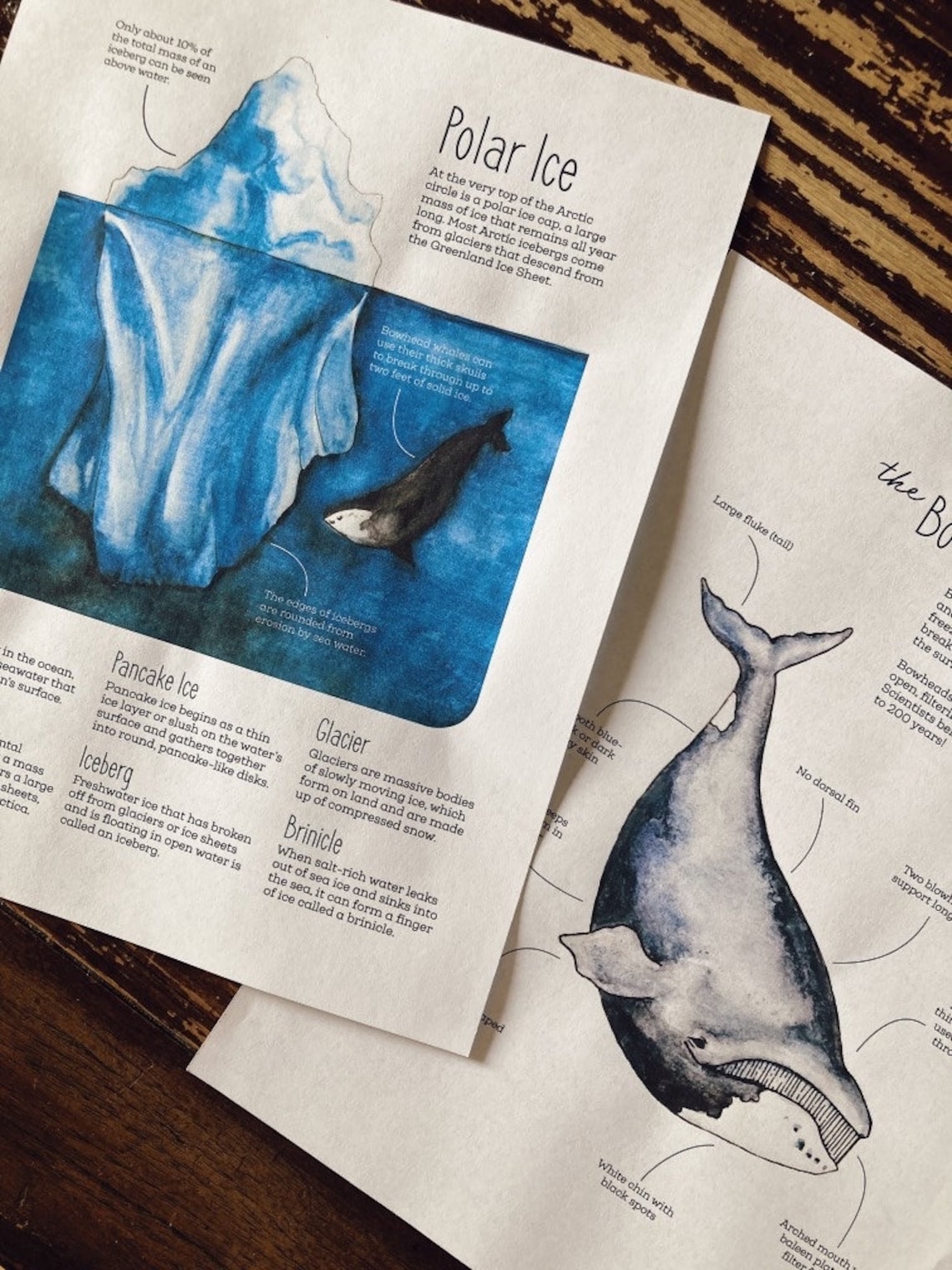 The Arctic Journal - Polar Unit Study, Arctic Animals, Nature Study ...