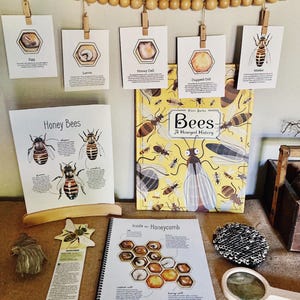 Honey Bees Mini Unit - Nature Study Charlotte Mason Homeschool ...