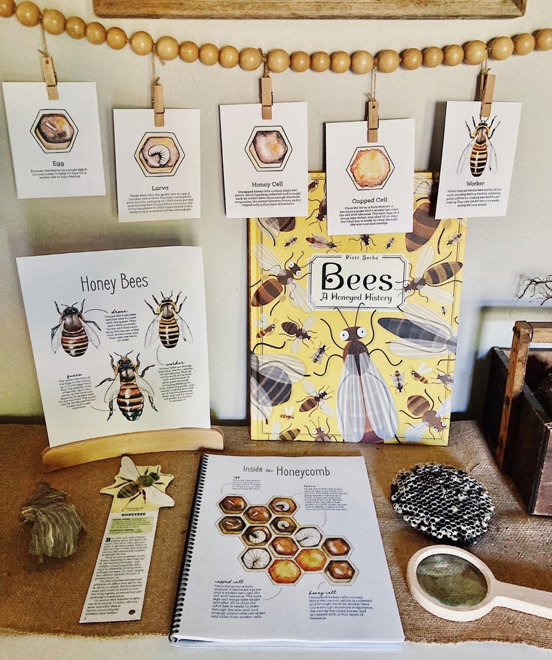 Honey Bees Mini Unit - Nature Study Charlotte Mason Homeschool ...