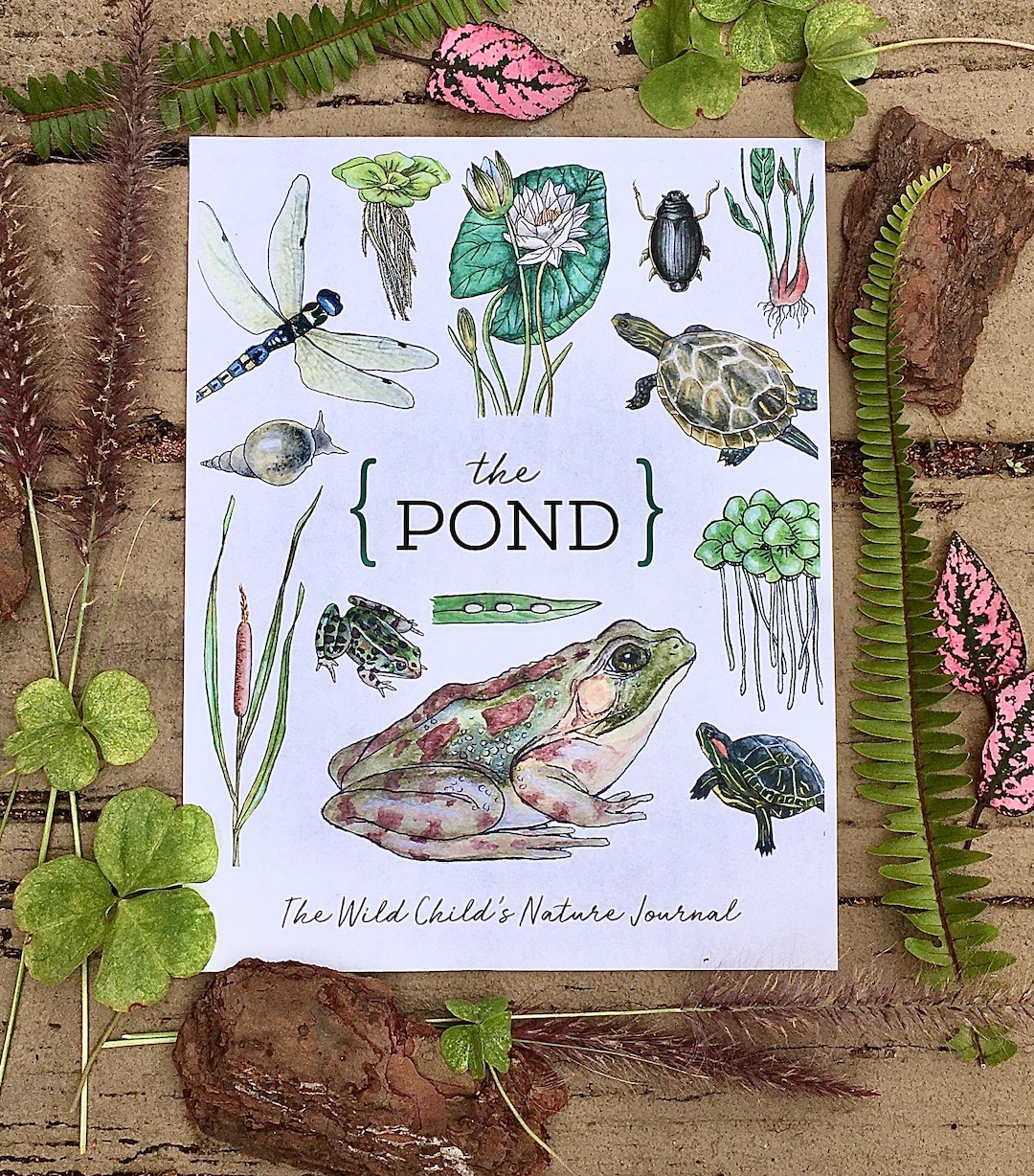 The POND - Homeschool Printable Nature Study Charlotte Mason Frog ...