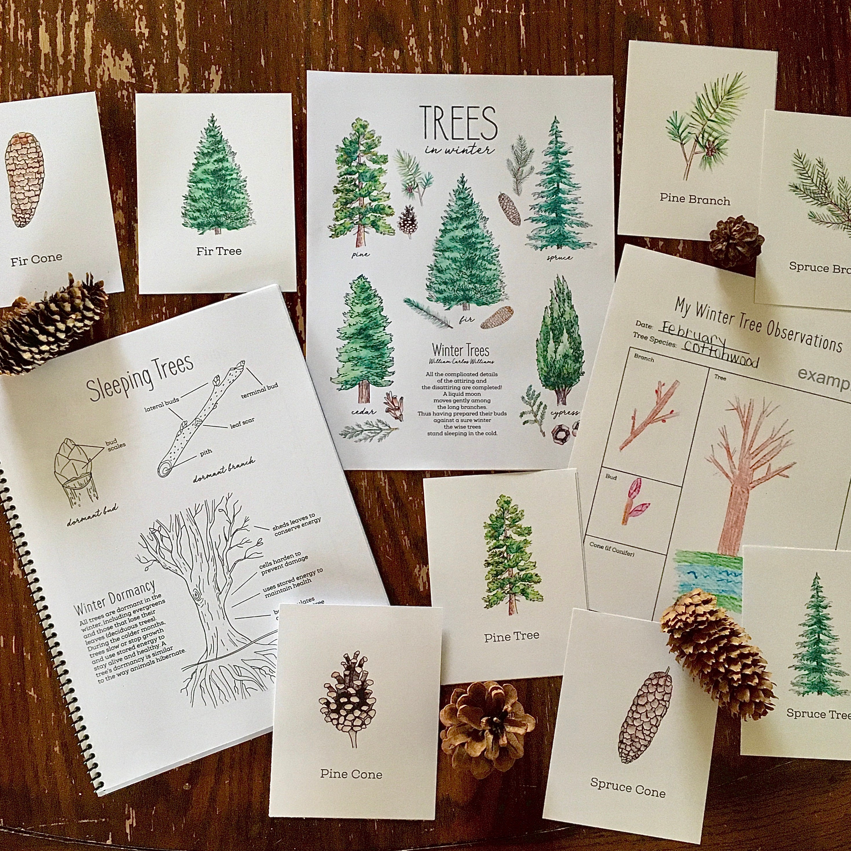 Tree Nature Study BUNDLE - Charlotte Mason, Unit Study - Etsy