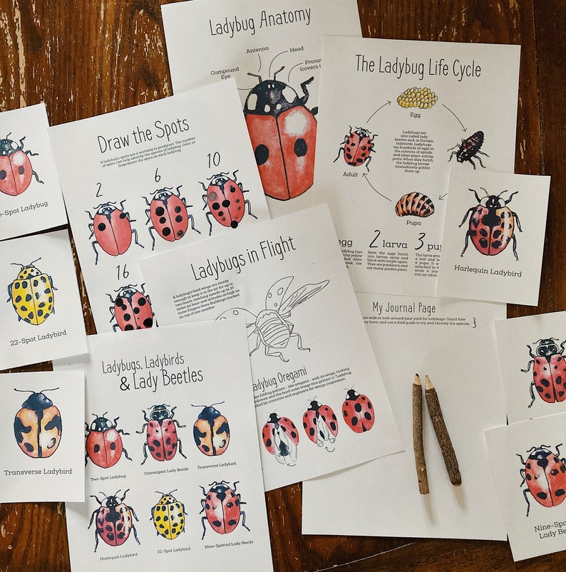 Spring Learning Bundle - Unit Study, Nature Study, Charlotte Mason - Etsy