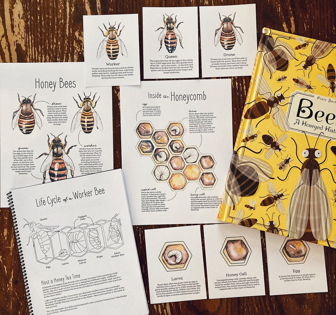Honey Bees Mini Unit - Nature Study Charlotte Mason Homeschool ...