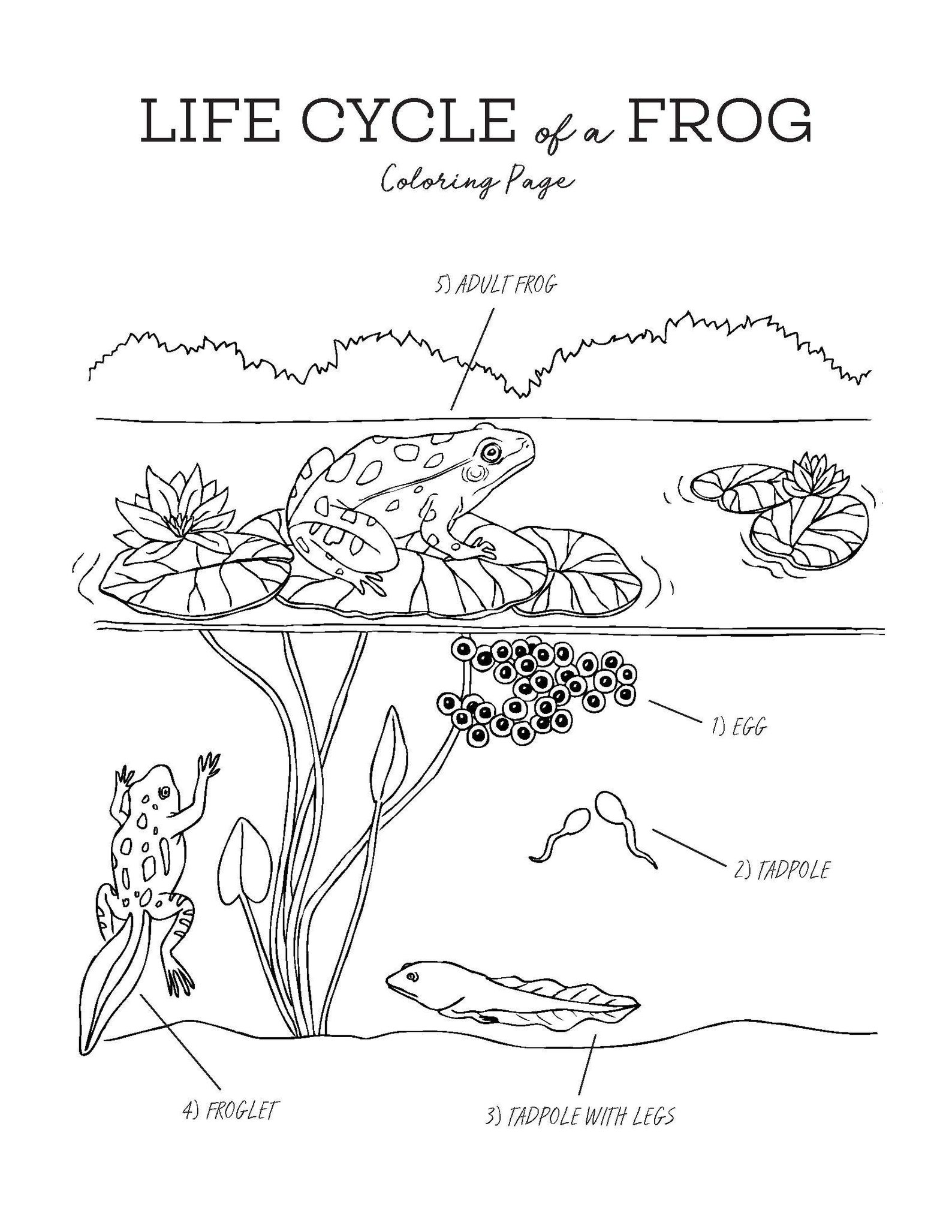 Frogs and Toads Nature Journal Pack Homeschool Printable | Etsy Canada