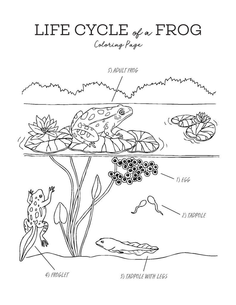 Frogs and Toads Nature Journal Pack Homeschool Printable | Etsy Canada