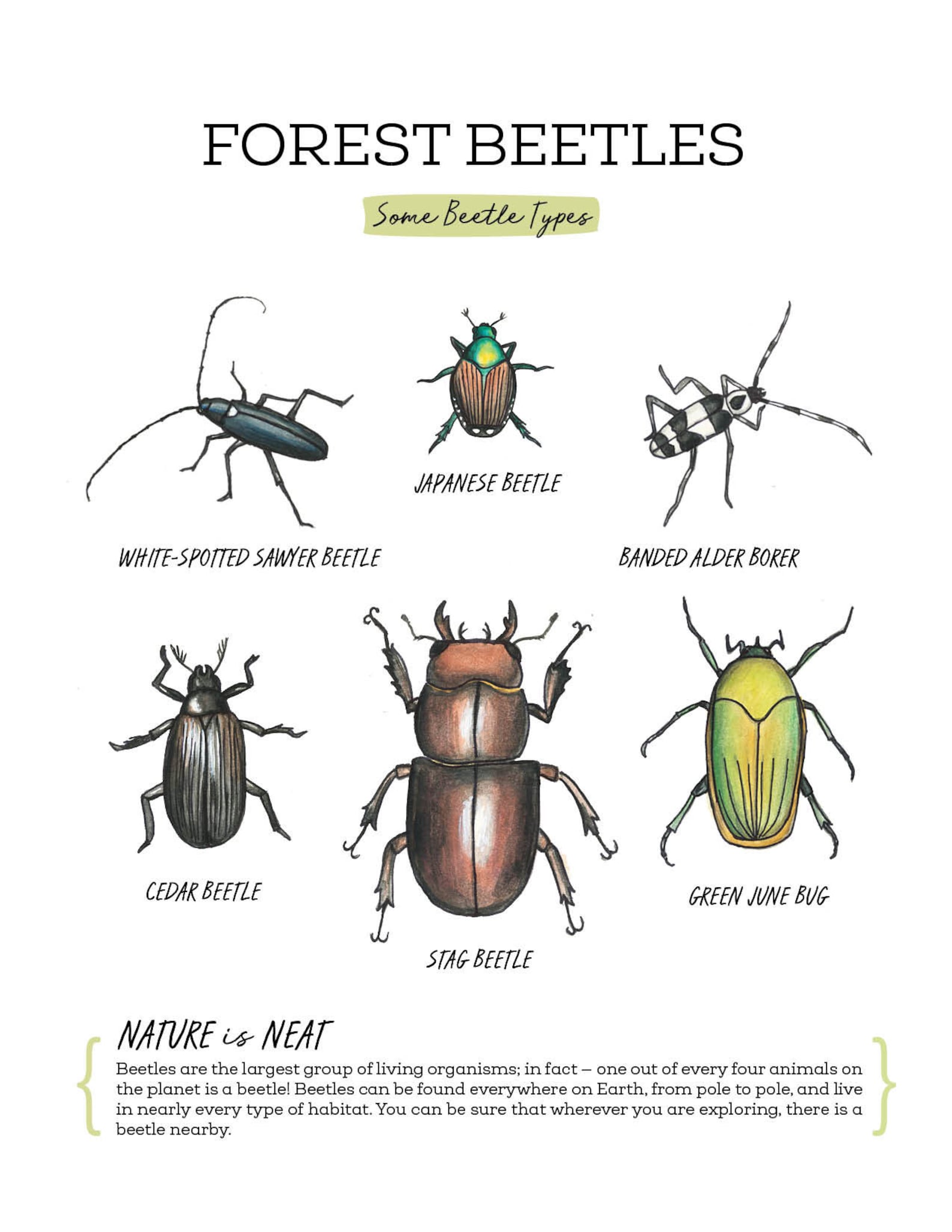 Forest Beetles Nature Journaling Pack Homeschool Printable - Etsy