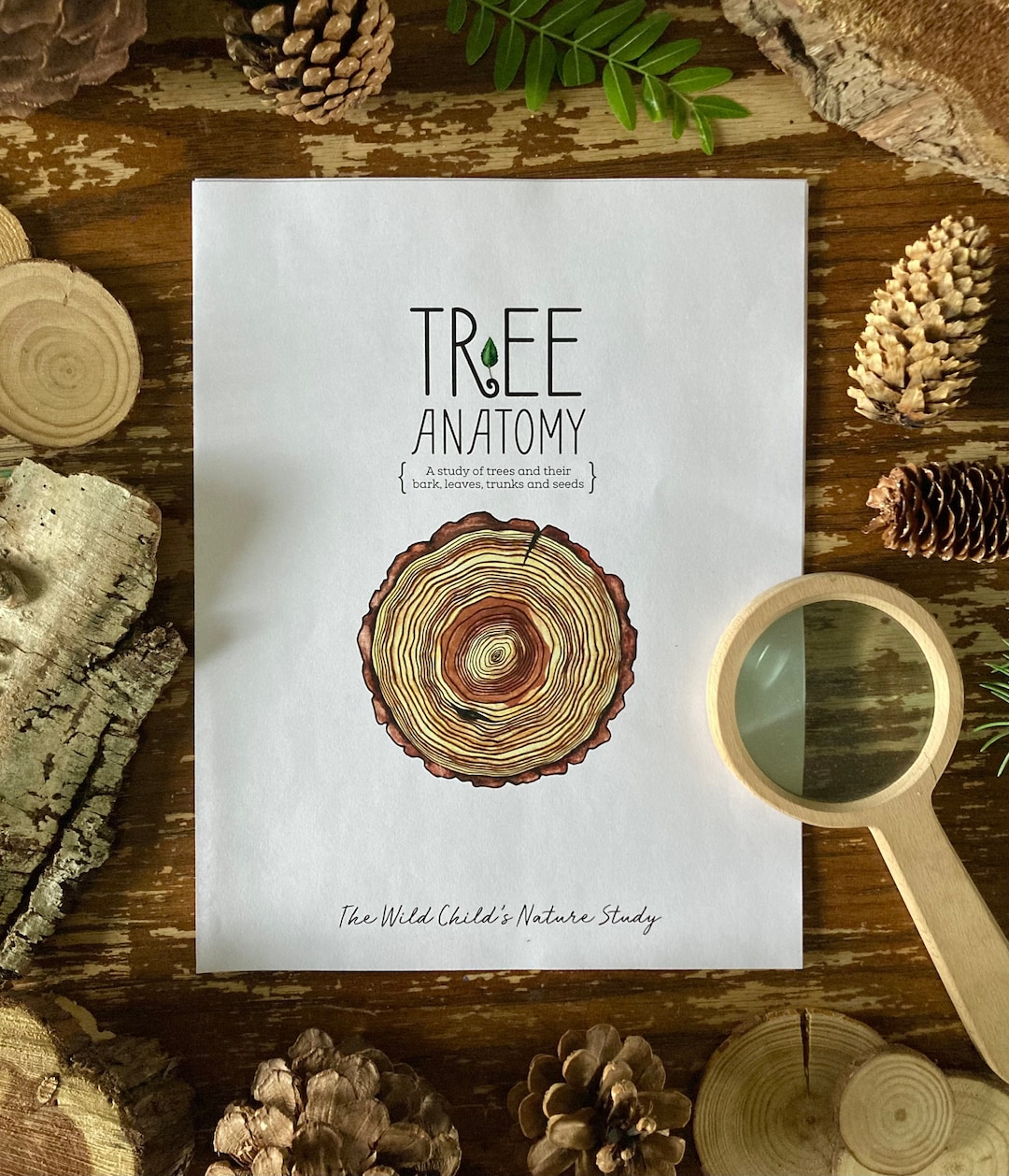 Tree Anatomy Nature Study - Charlotte Mason Unit Study - Etsy