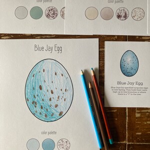 North American Backyard Bird Eggs Unit, Charlotte Mason Nature Study - Etsy