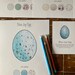 North American Backyard Bird Eggs Unit, Charlotte Mason Nature Study - Etsy