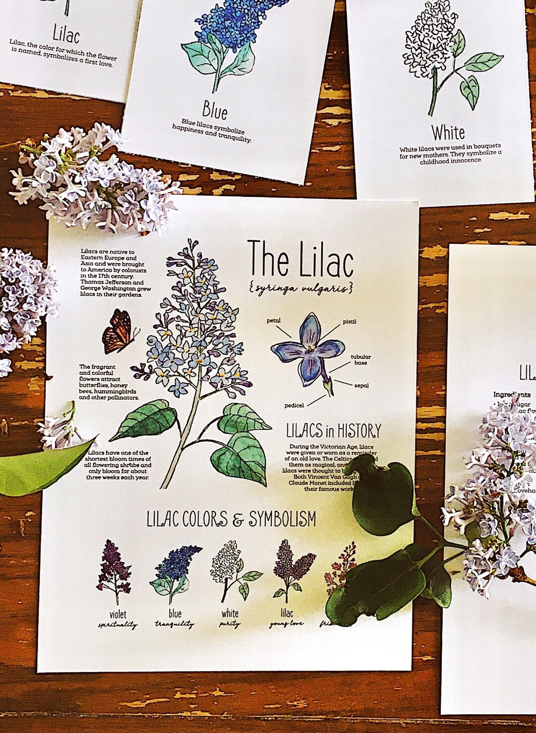 Lilac Flower Nature Pack - Homeschool Printable Charlotte Mason Nature ...