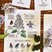 Lilac Flower Nature Pack - Homeschool Printable Charlotte Mason Nature ...