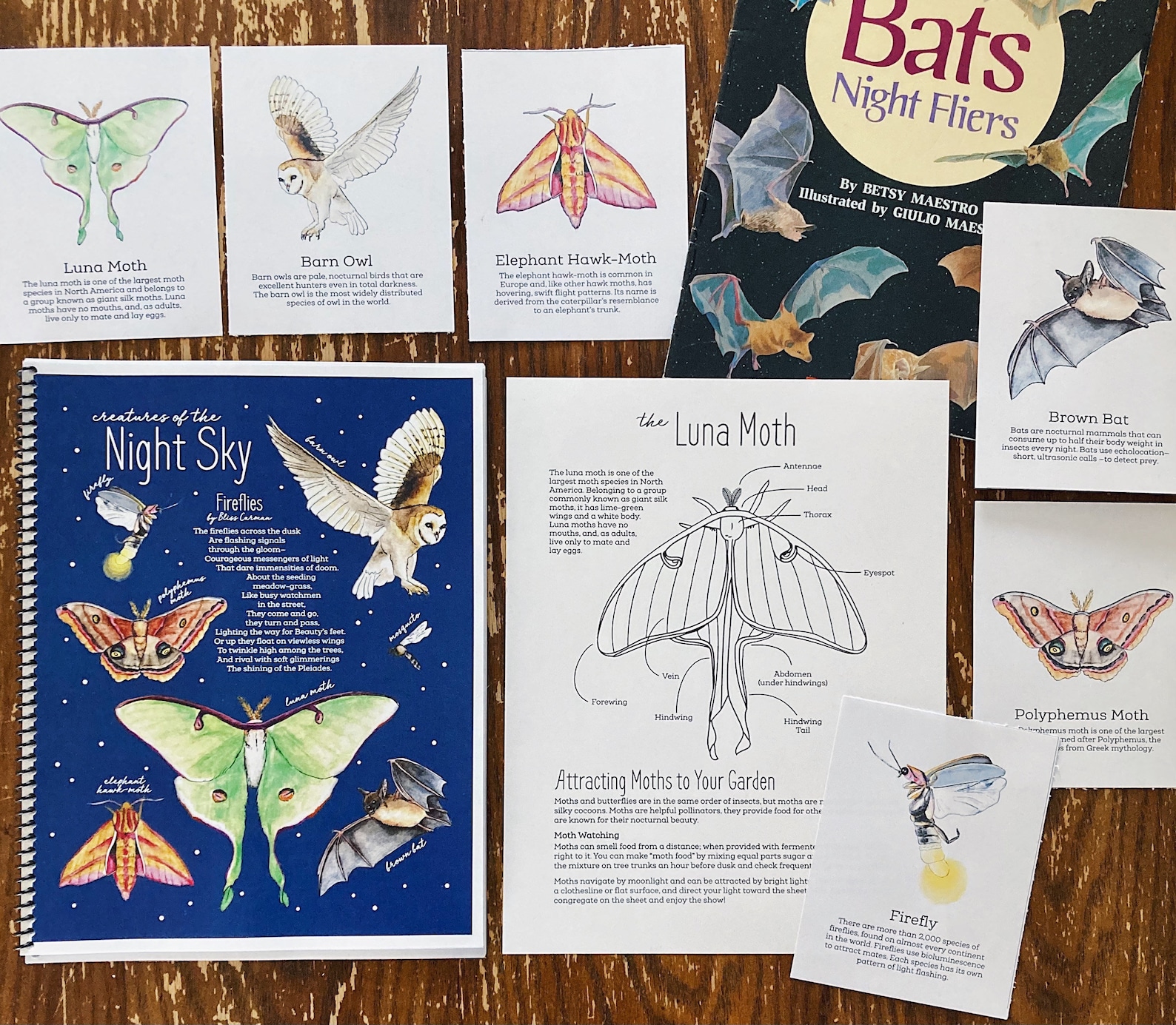 SUMMER Journal - Homeschool Printable Charlotte Mason Nature Study - Etsy