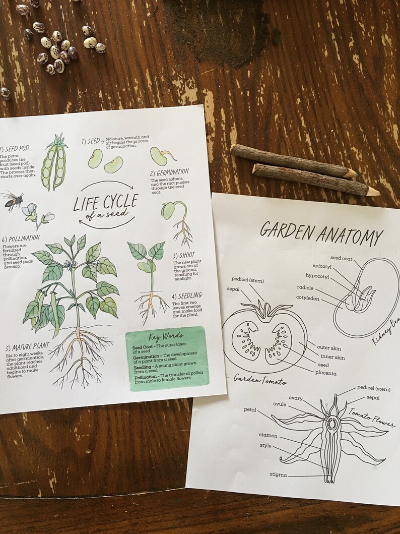 The GARDEN Notebook Homeschool Printable Nature Study | Etsy