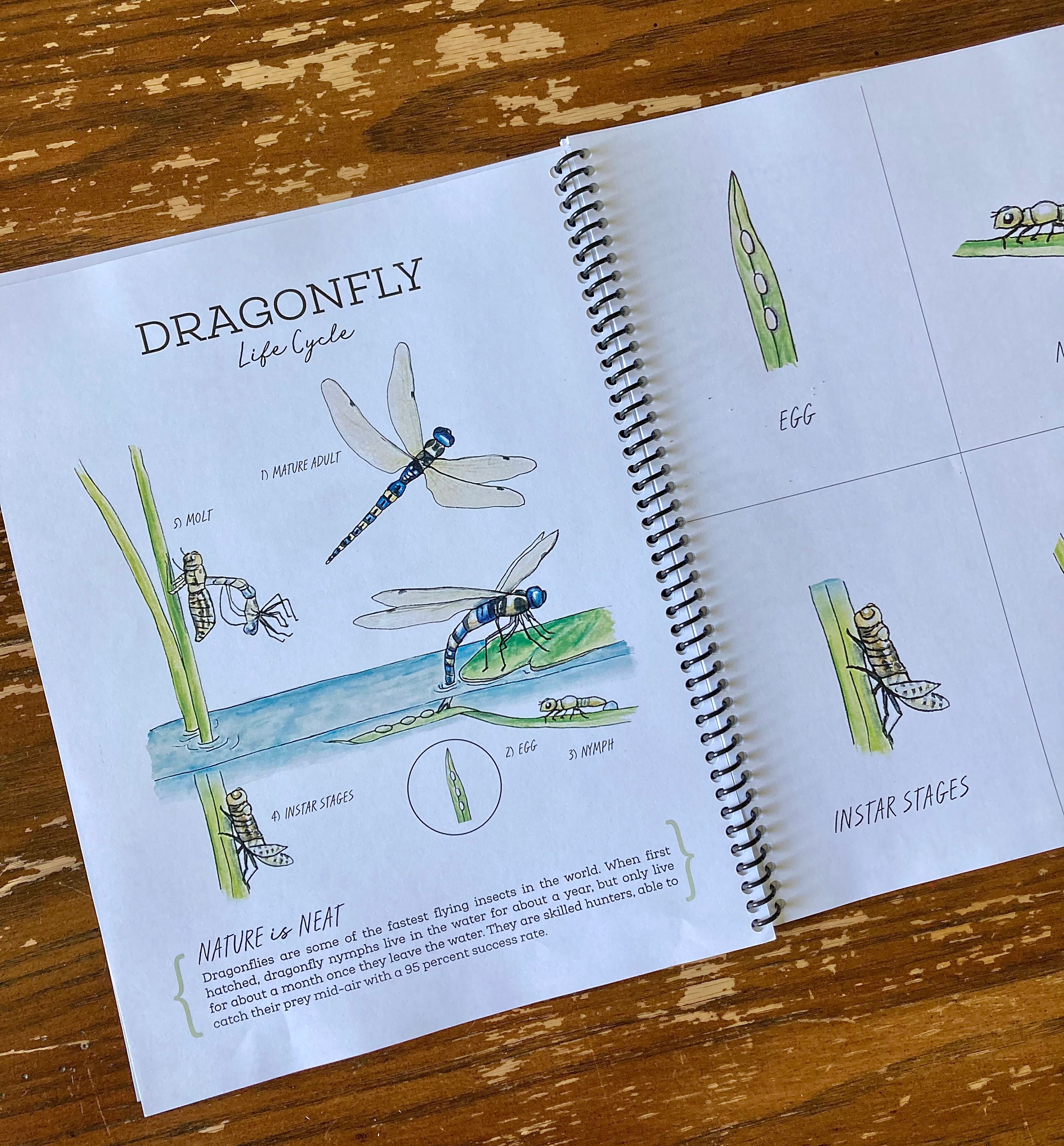 The POND - Homeschool Printable Nature Study Charlotte Mason Frog ...