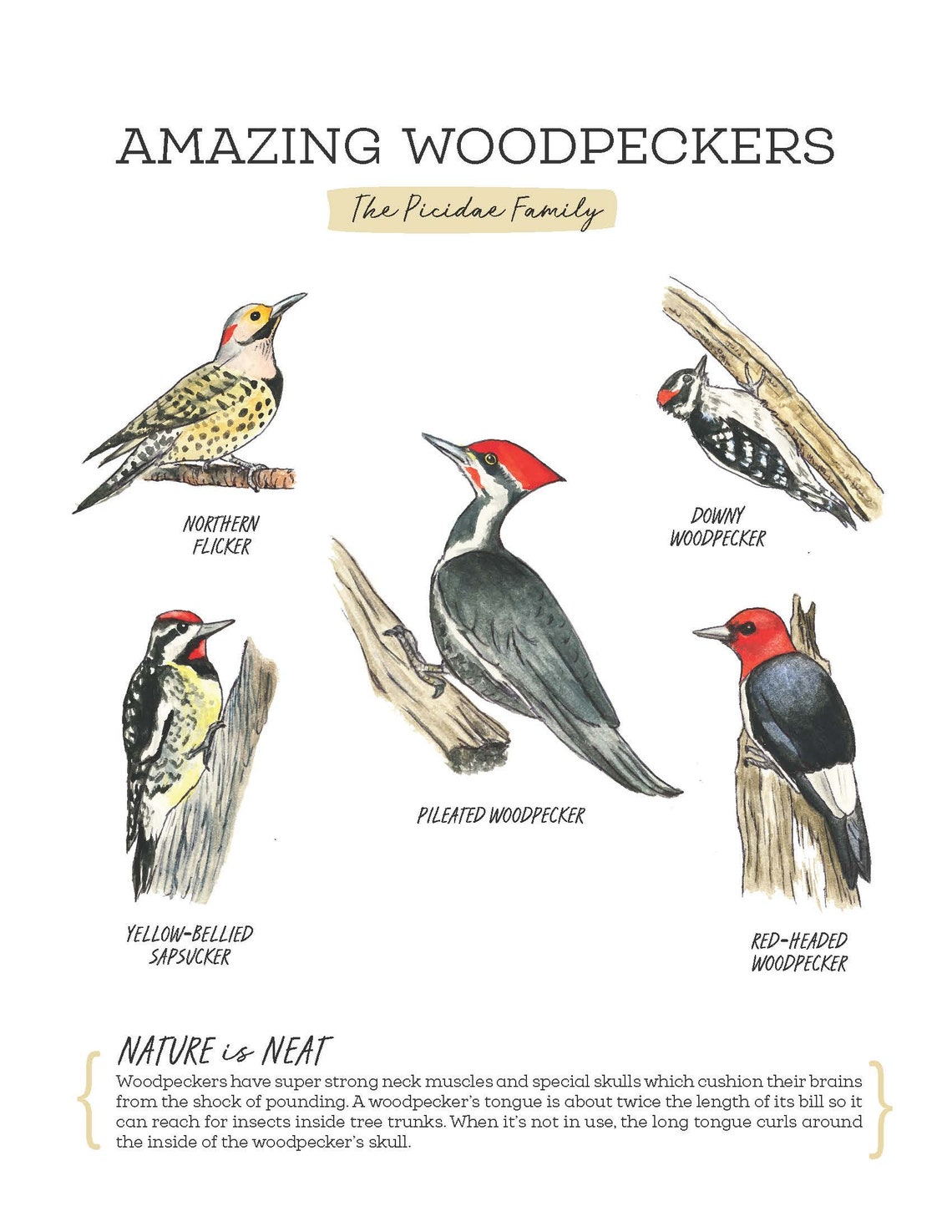 Woodpecker Study Pack - Homeschool Printable Nature Study Charlotte ...