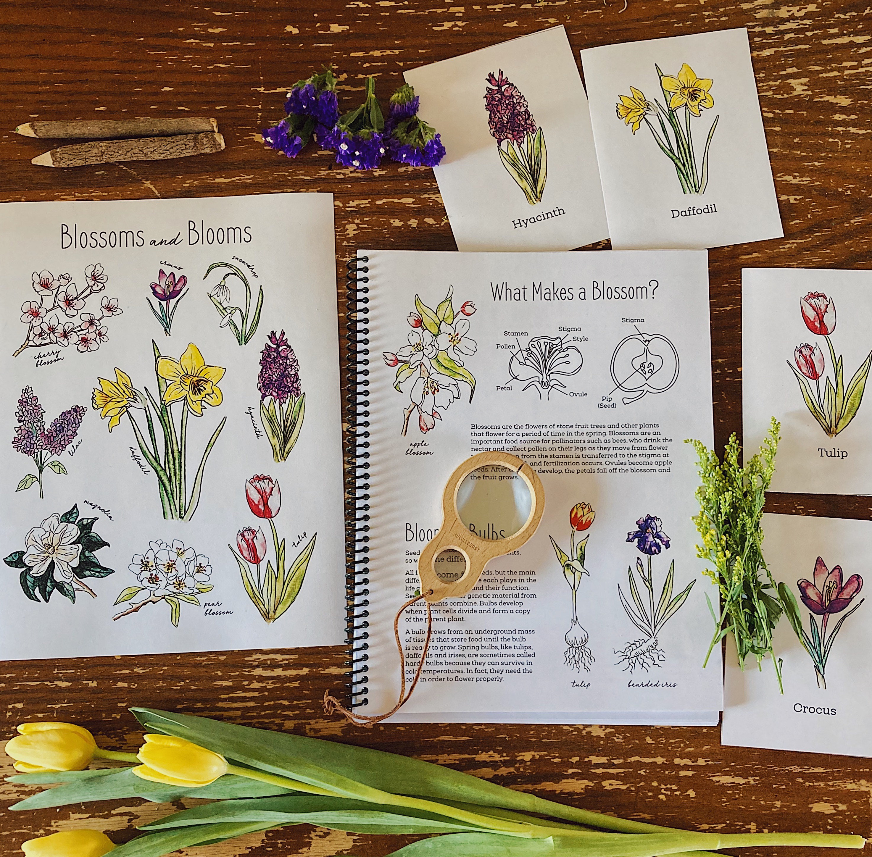 SPRING Journal Homeschool Printable Nature Study Charlotte | Etsy Australia