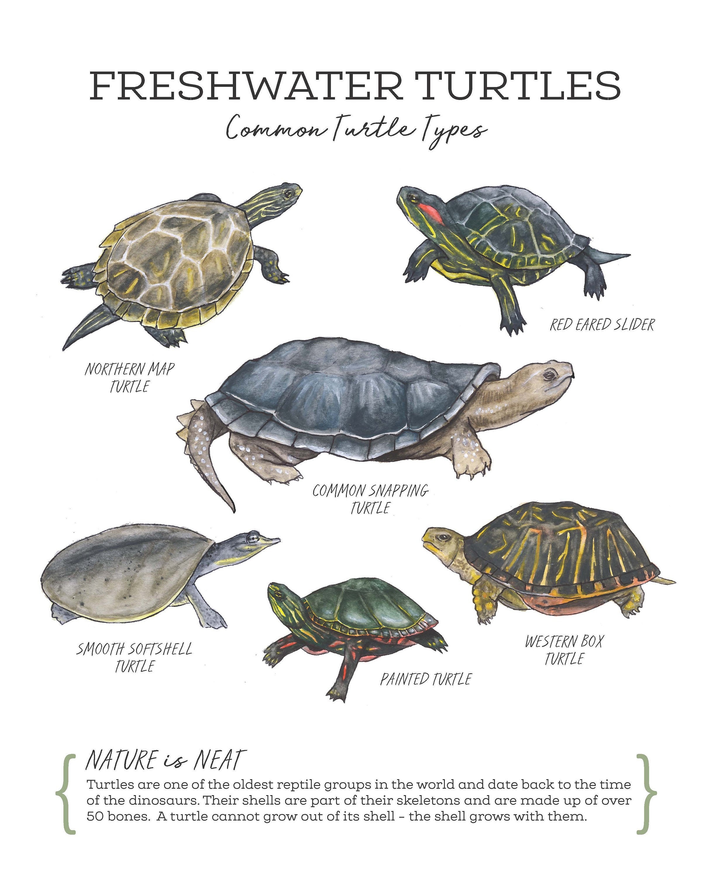 Freshwater Turtles Nature Journal Pack Homeschool Printable | Etsy
