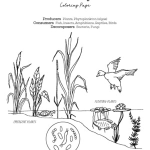 Aquatic Plants Nature Journaling Pack - Homeschool Printable Charlotte ...