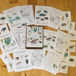 The POND - Homeschool Printable Nature Study Charlotte Mason Frog ...
