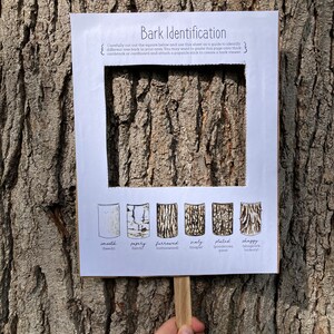 Tree Nature Study BUNDLE - Charlotte Mason, Unit Study - Etsy